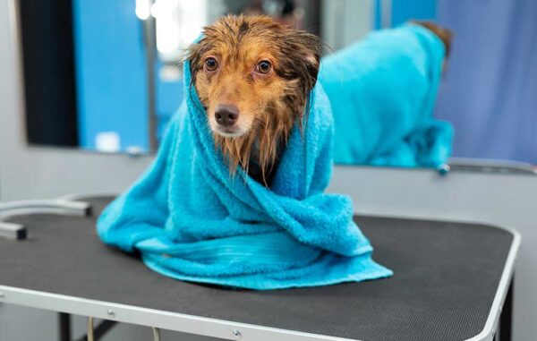 50 Creative Kidpreneur Ideas: A Guide to Kid's Businesses